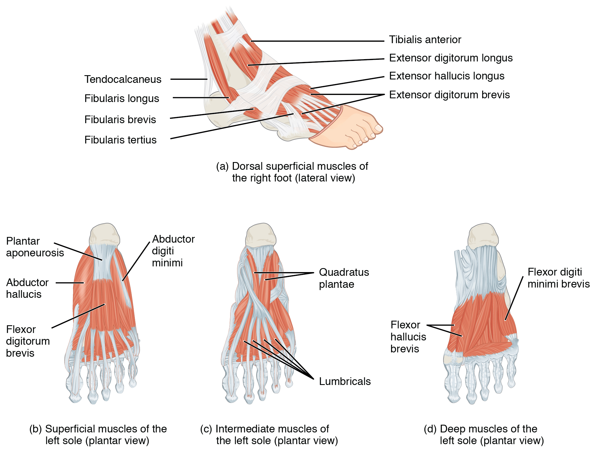 Foot Anatomy - ArthurCare